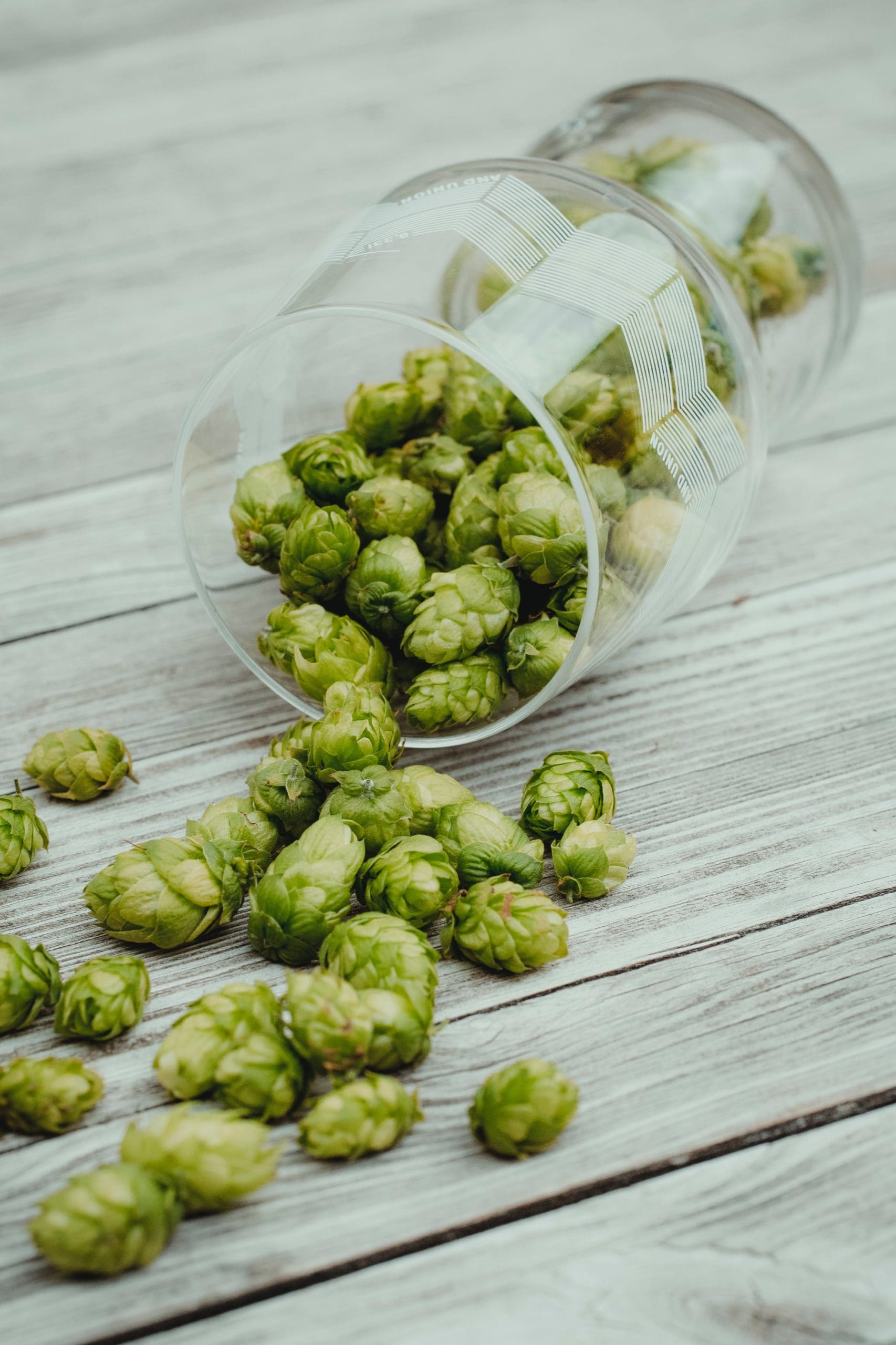Les différents types de houblon - Smartbeer